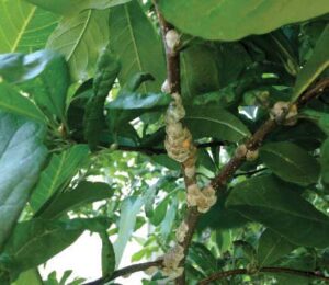 PLANT SPOTLIGHT - Magnolia Scale - Buckley Tree Service
